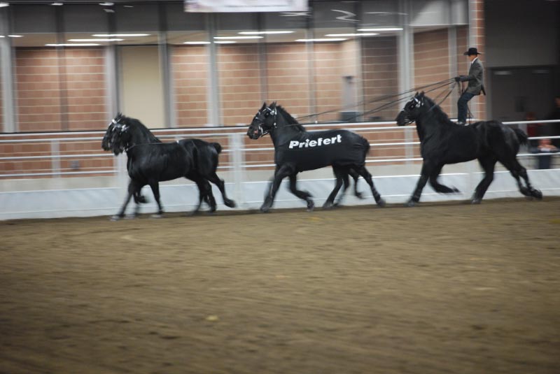 World Percheron Congress 2014: Texas Thunder: The Priefert Percherons!