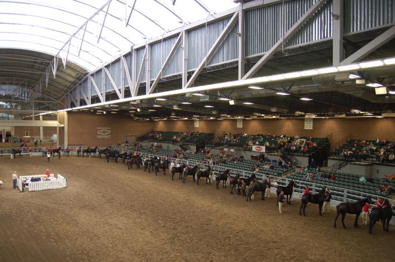 World Percheron Congress 2014: Mare Halter Day, Thursday October 28th