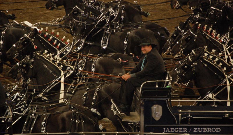 World Percheron Congress 2014: Thursday October 28th Performance Classes