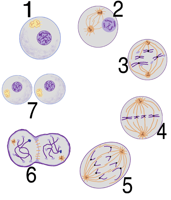 Binary fission vs mitosis chart - alamumu