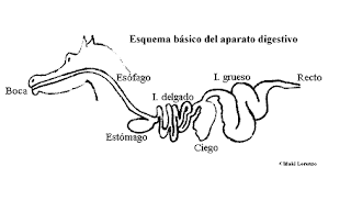 practicas de anatomia topografica: PRACTICA 7"ENDOSCOPIA EN EQUINOS"