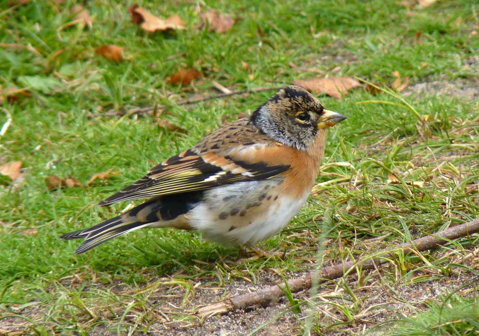 Ben's Birding Blog: My 400th British Bird