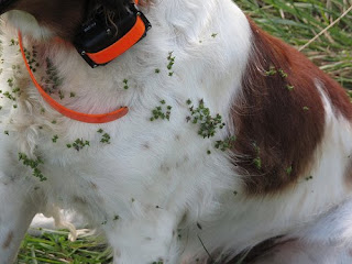 Doggie Corral Pet Supplies: Removing Mats, Knots, Tangles or Burrs from ...