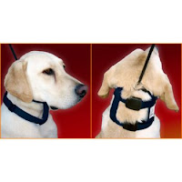 Doggie Corral Pet Supplies: Dog Training Collars