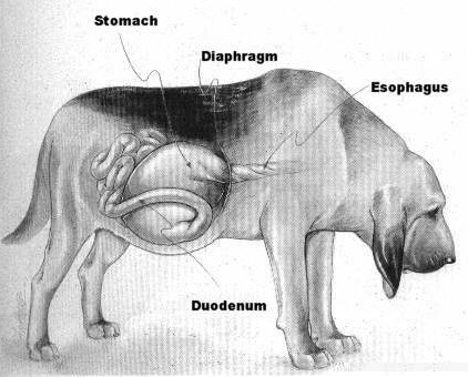 Doggie Corral Pet Supplies: What Is Gastric Dilatation-Volvulus (GDV)