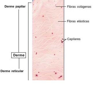 Cosmetaholic: Pele
