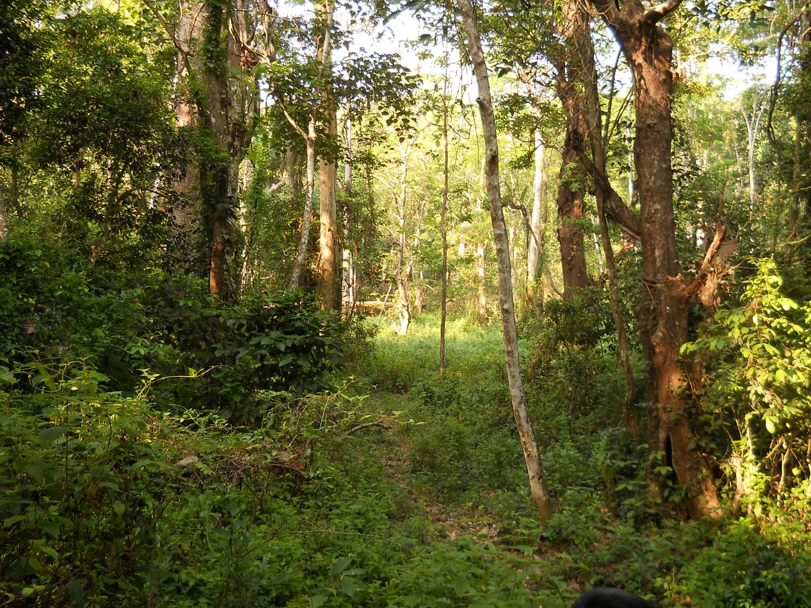 come to kerala: visiting the temple amidst ponthanpuzha forest ...
