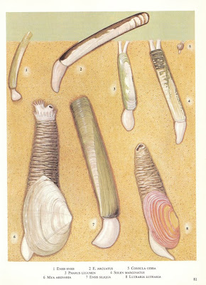 Jemma Rowe - Extended Major Project: Sand burrowing bivalves of the ...