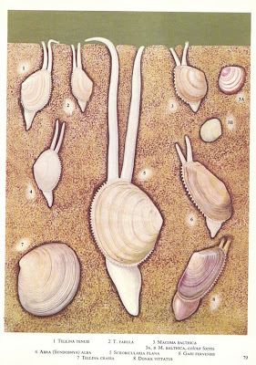 Jemma Rowe - Extended Major Project: Sand burrowing bivalves of the ...