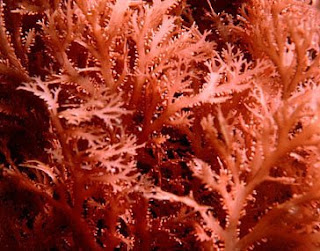 Jemma Rowe - Extended Major Project: Gelidium Latifolium (jelly plant)