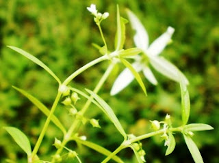 SUKET HIJAU: Ragam Rumput Mutiara