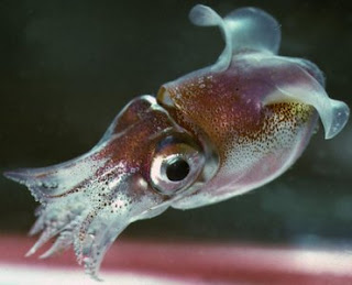 smart_ebook: Cumi-cumi (squid = Loligo spp)