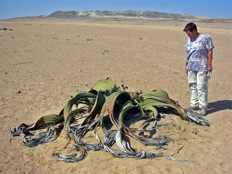 smart_ebook: Welwitschia mirabilis