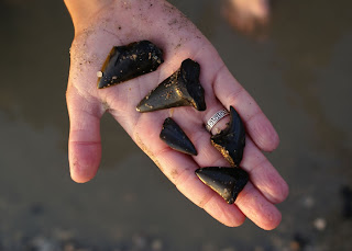 ORO NIEUWS Knokke-Heist: Geen haaientanden meer op Cadzandse strand?