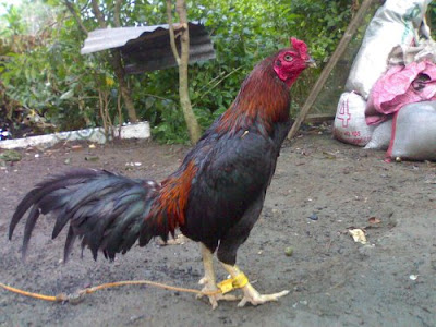 GameFowl Photography