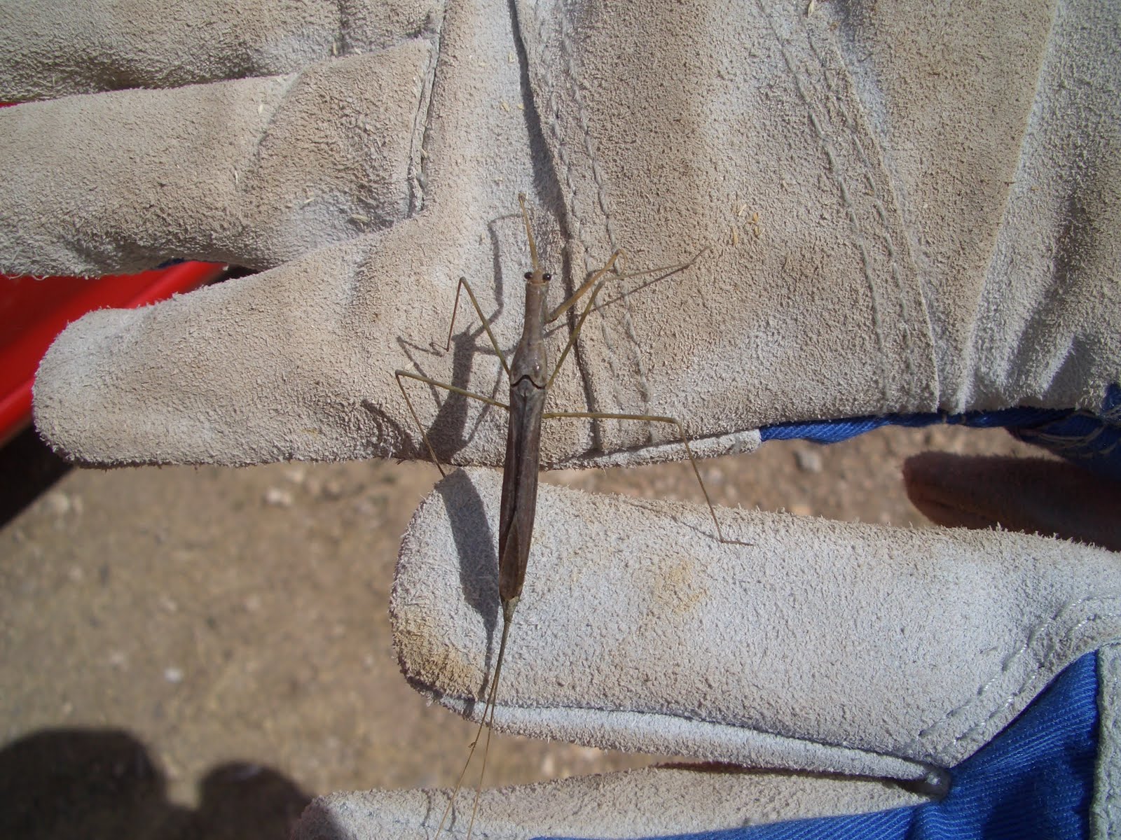 Big Bend - Texas Nature: October insects