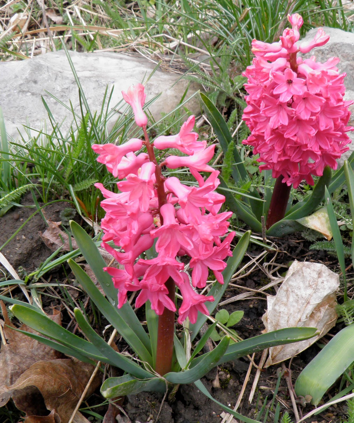 DougPhoto Blog: First Red Hyacinth 2010