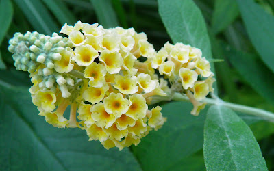 DougPhoto Blog: Yellow Butterfly Bush