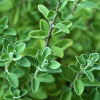 India Gardening: Added to the Garden - an exotic and aromatic Origanum ...