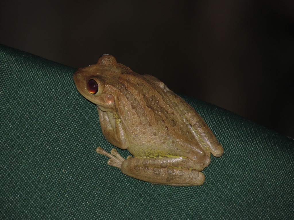 Foto Blog Puerto Rico: Coqui de Puerto Rico