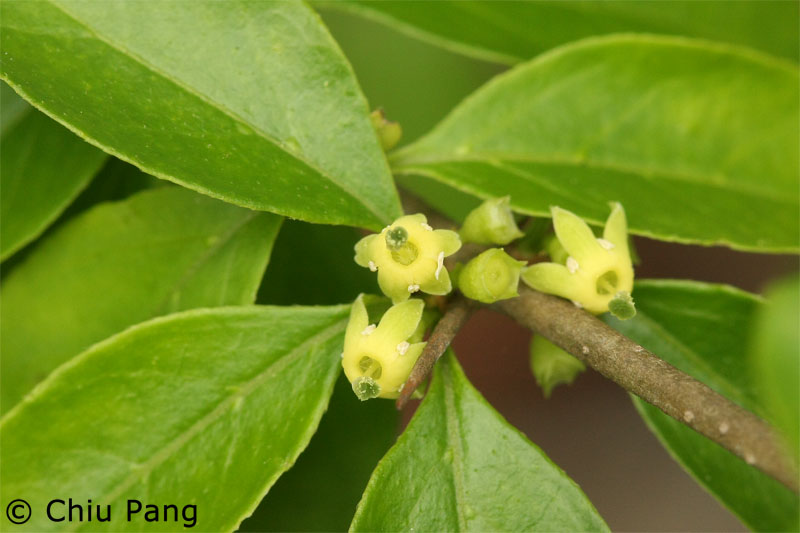 Life Discovery: Canthium horridum