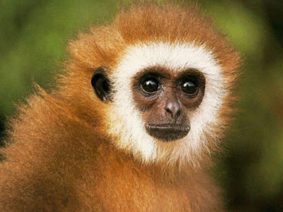 Amazing Monkey Pics | Pictures of Monkeys