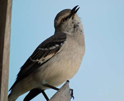 Florida State Bird Mockingbird Pictures | State Birds