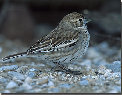 Colorado State Bird Lark Bunting Pictures | State Birds