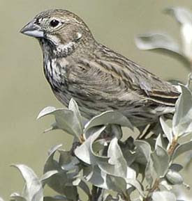 Colorado State Bird Lark Bunting Pictures | State Birds