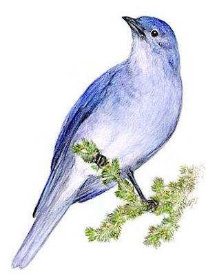 Nevada State Bird Mountain Bluebird Pictures | State Birds