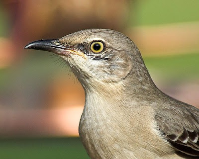 Tennessee State Mockingbird Pictures | State Birds