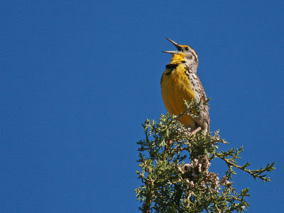 Oregon Western Meadowlark Bird Pictures | State Birds