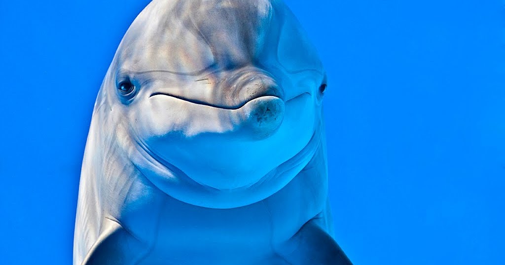 HISTORIA CLASICA: La historia del Delfín que salvó al músico Arión