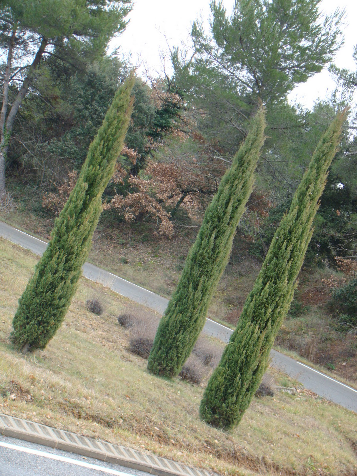 Provence & Co: Le cyprès en Provence