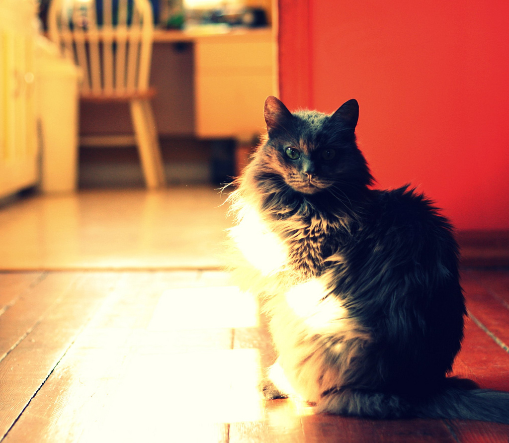 Diary of a Self-Portrait