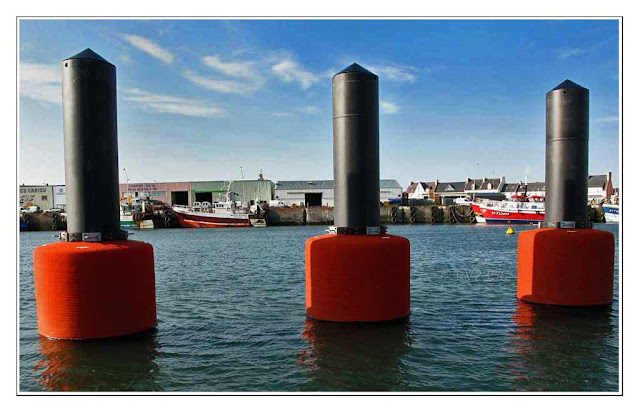 Le Guilvinec Daily Photo: trio de "duc d'Albe"...