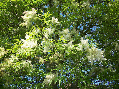 A Bodger's Blog: Rare Trees?