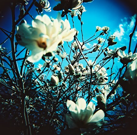 windshield diaries: our first holga roll