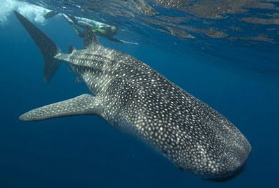 10 hewan terbesar di dunia | Berita Biologi