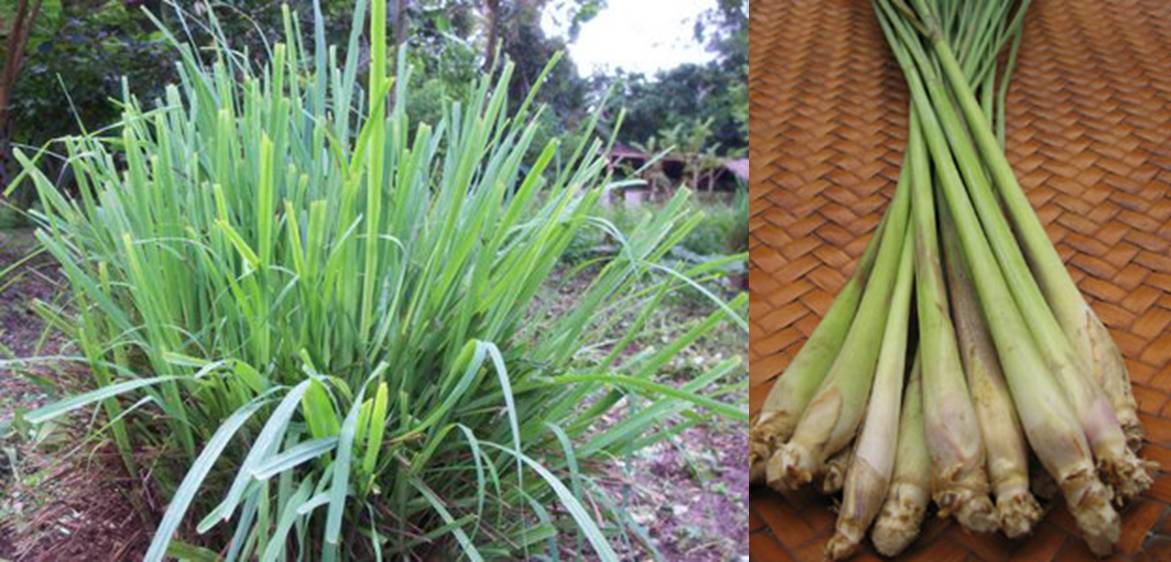 Less Meat Diet: Tanglad (Lemon grass)