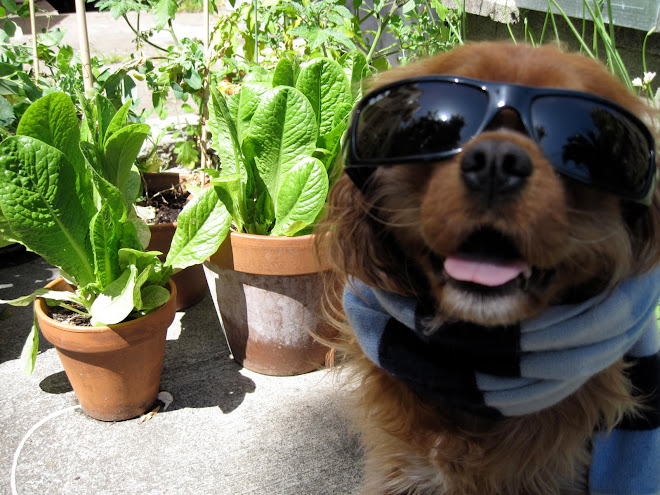 Know YOUR Garden with Paddy Francis