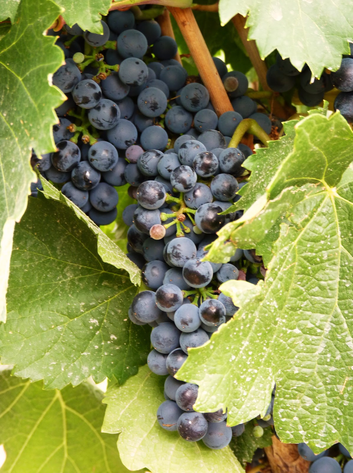 Imágenes y sentidos: LA VID