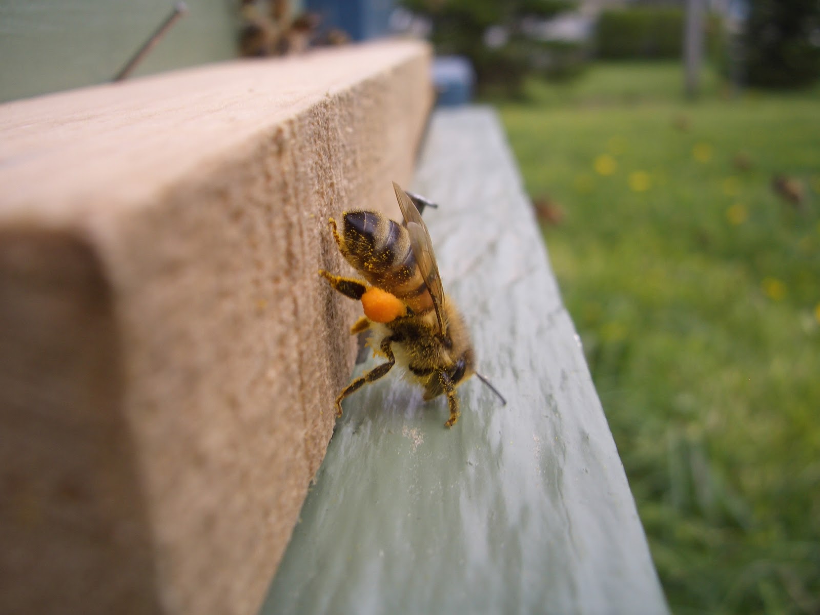 The Bee Cluster: Nucleus Hives : The beginning