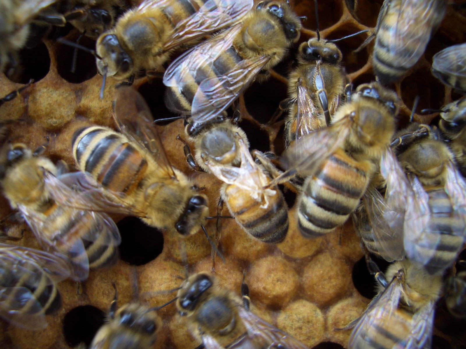 The Bee Cluster: Hive Health: Mites and their effects