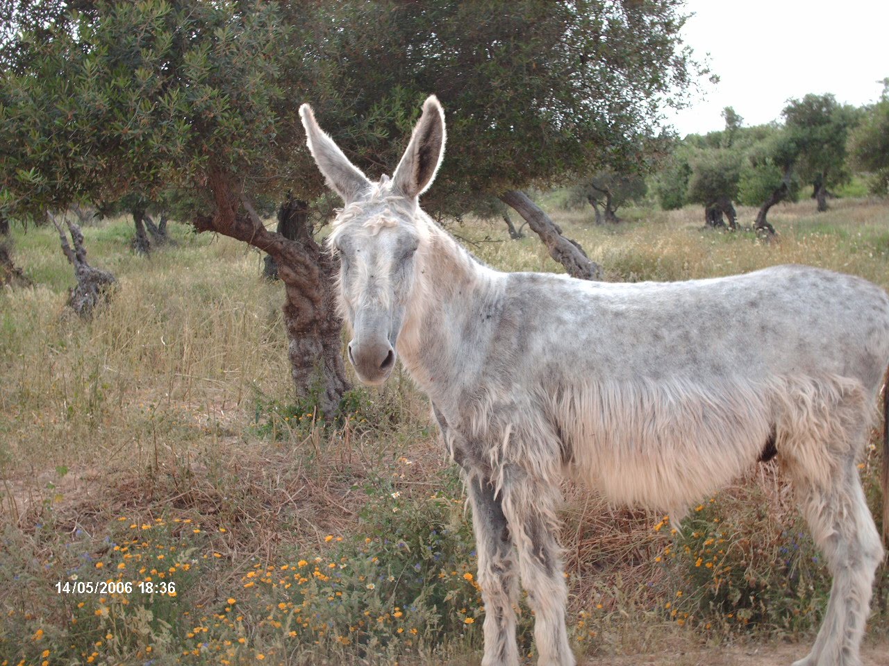 El burro y el pozo
