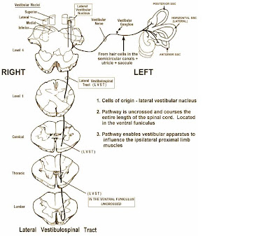 NEUROANATOMIA CHE'S: PRÁCTICA No.11 "SISTEMAS SENSITIVOS ESPECIALES"