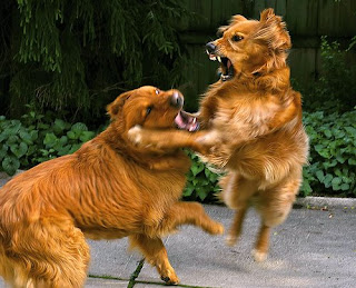 Funny Animals: Dog Fist Fight (pic)