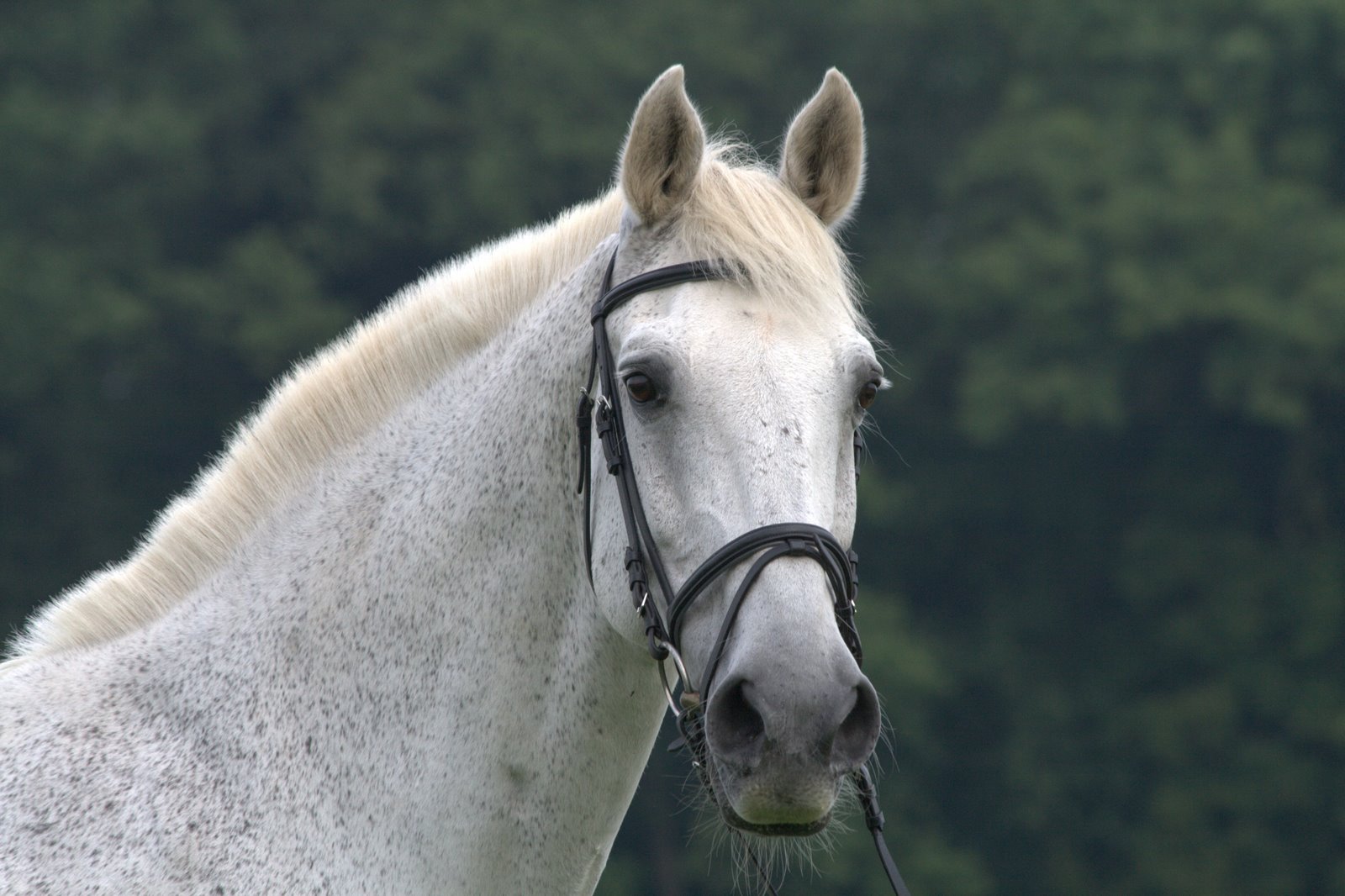 Fotos von Lena Kruse: Schimmel (weißes Pferd)