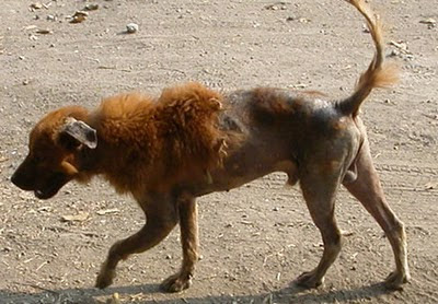 PeCuArIa SiN fRoNtErAs: GARRAPATAS Y ÁCAROS DE LA SARNA