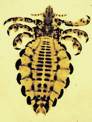 PeCuArIa SiN fRoNtErAs: INSECTOS PICADORES VI